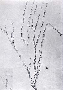 Dendrograptus grabaui Sun, 1935 - Lower Ordovician of North China.