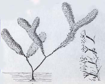Fossil Chlorophyceae (green algae): Diplospirograptus from the Silurian.